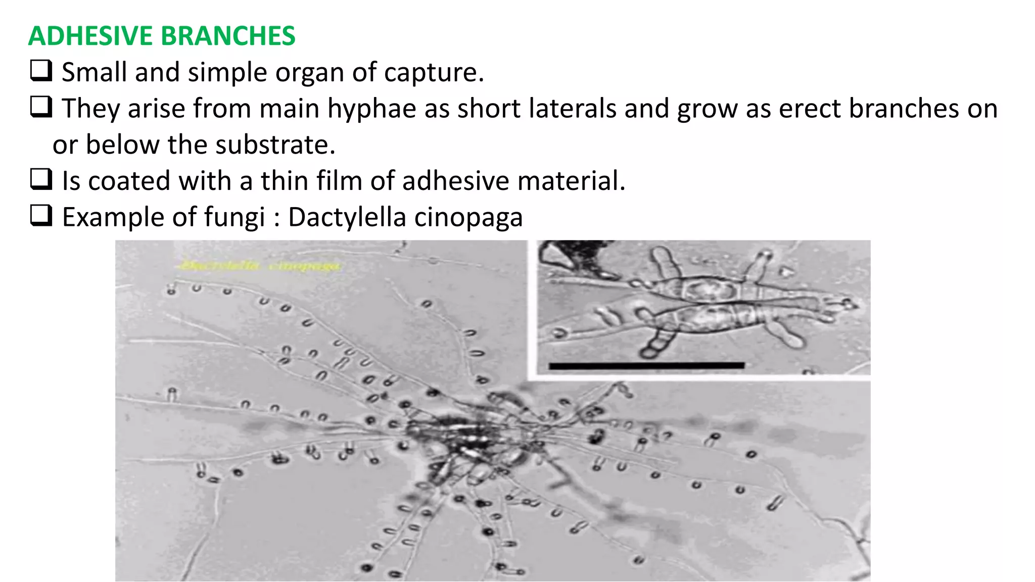 Fungal Nematicides.pptx