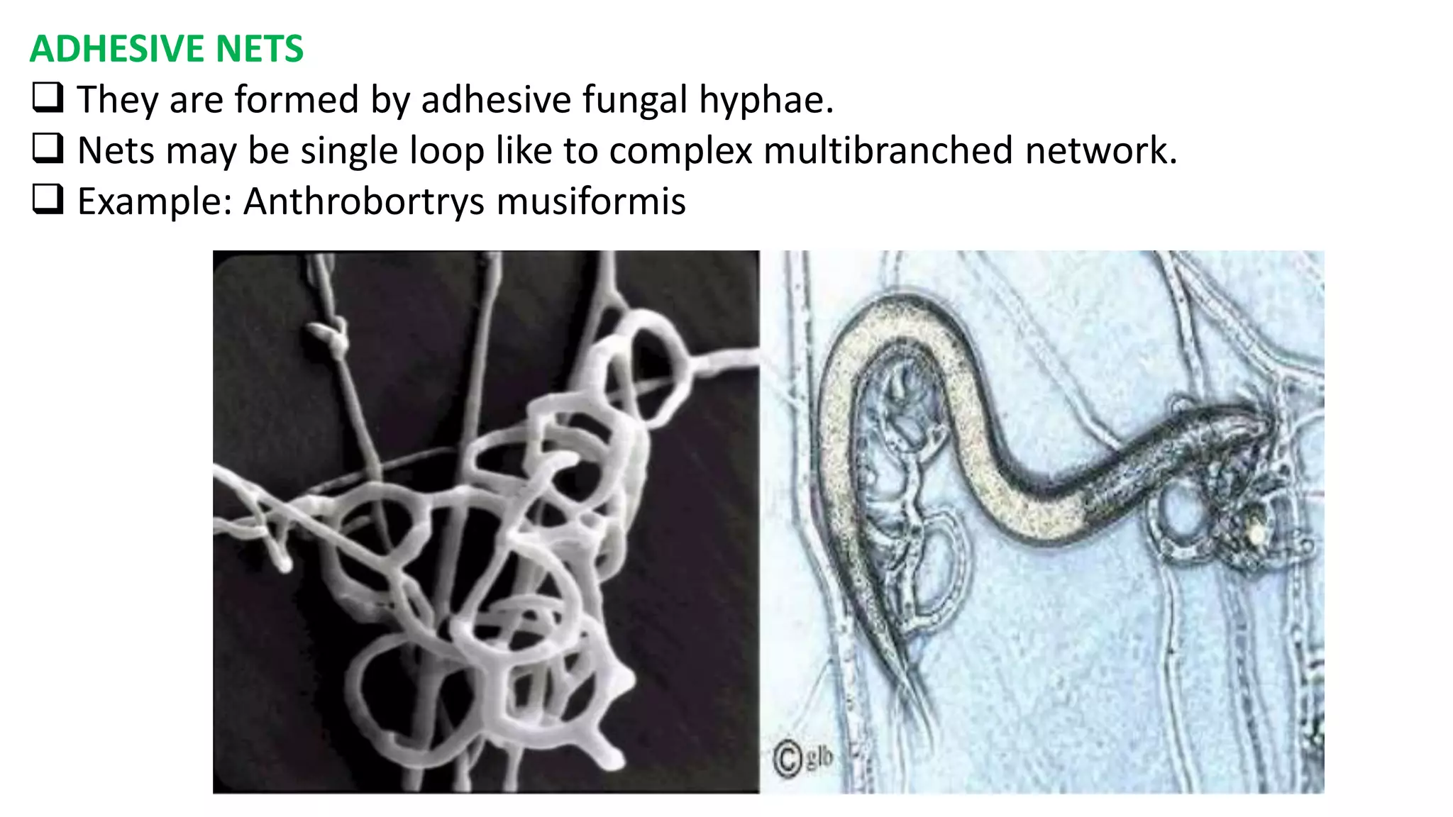 Fungal Nematicides.pptx