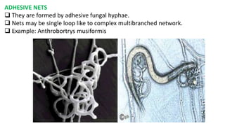 Fungal Nematicides.pptx