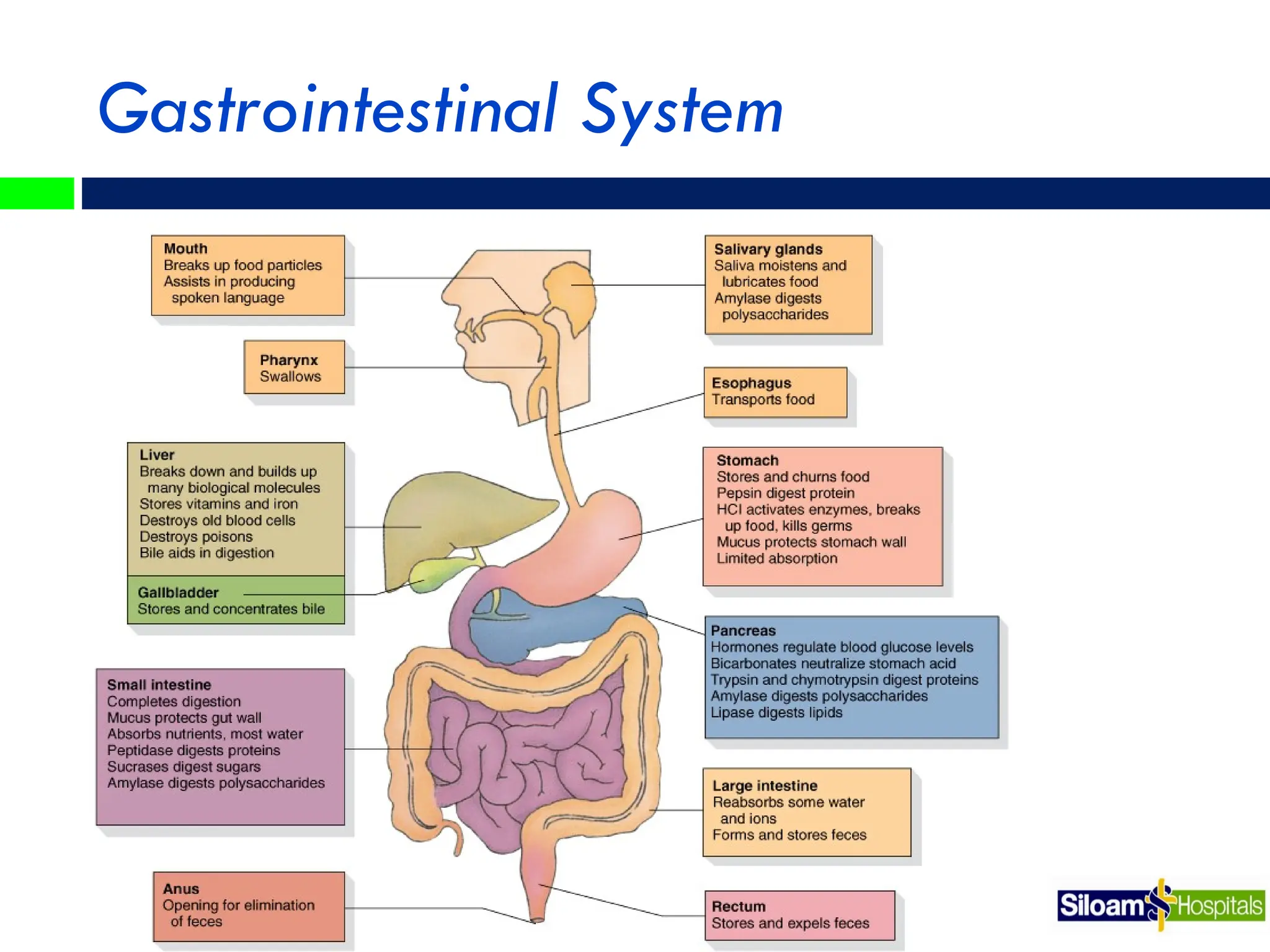 11 Gastrointestinal ………………………………………..ppt