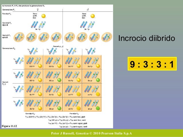 11 genetica mendeliana