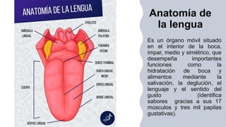Clase sobre el sentido del gusto. Está bonito pptx | PPTX