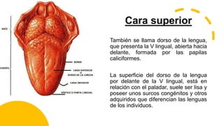 Clase sobre el sentido del gusto. Está bonito pptx | PPTX