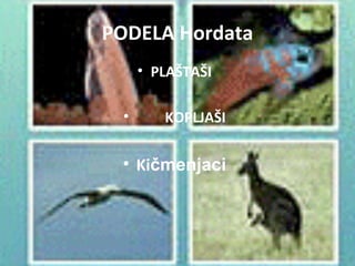 11 hordati,plastasi i kopljasi | PPT