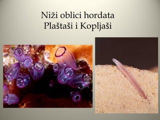 11 hordati,plastasi i kopljasi | PPT