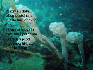 11 hordati,plastasi i kopljasi | PPT