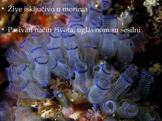 11 hordati,plastasi i kopljasi | PPT