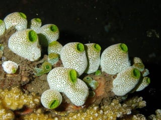 11 hordati,plastasi i kopljasi | PPT