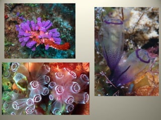 11 hordati,plastasi i kopljasi | PPT