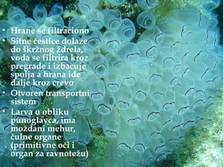 11 hordati,plastasi i kopljasi | PPT