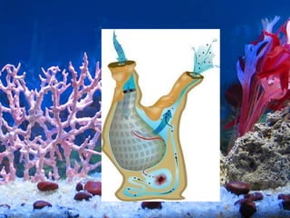 11 hordati,plastasi i kopljasi | PPT