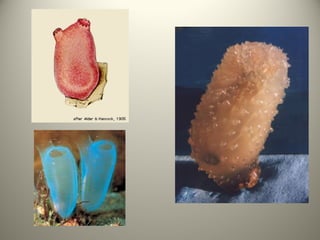 11 hordati,plastasi i kopljasi | PPT