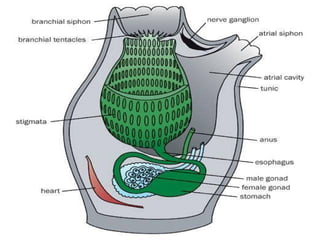 11 hordati,plastasi i kopljasi | PPT