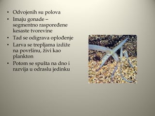 11 hordati,plastasi i kopljasi | PPT