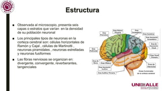 Configuración Externa del Cerebro y Localizaciones Corticales | PPSX