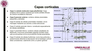 Configuración Externa del Cerebro y Localizaciones Corticales | PPSX
