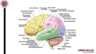 Configuración Externa del Cerebro y Localizaciones Corticales | PPSX