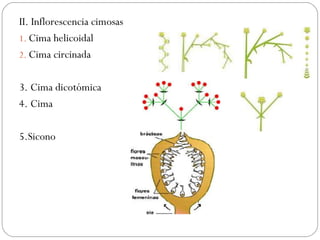 inflorescencias | PPT