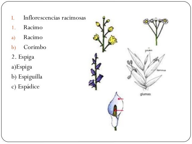 inflorescencias