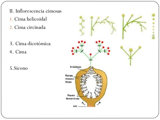 AMIGOS PARA SIEMPRE: BOTÁNICA - TÉRMINOS DE LA BOTÁNICA