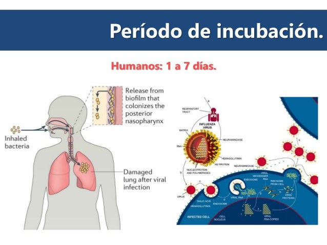 INFLUENZA A H1N1