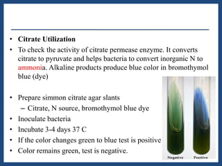 11 Isolation Identification B cereus.pdf