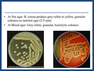 11 Isolation Identification B cereus.pdf