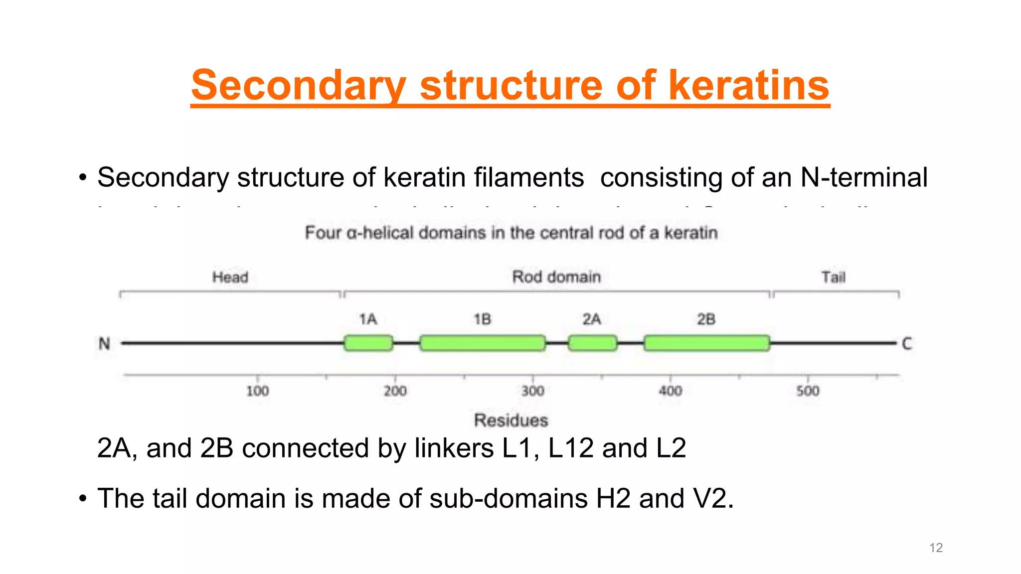 keratin and keratinization | PPTX