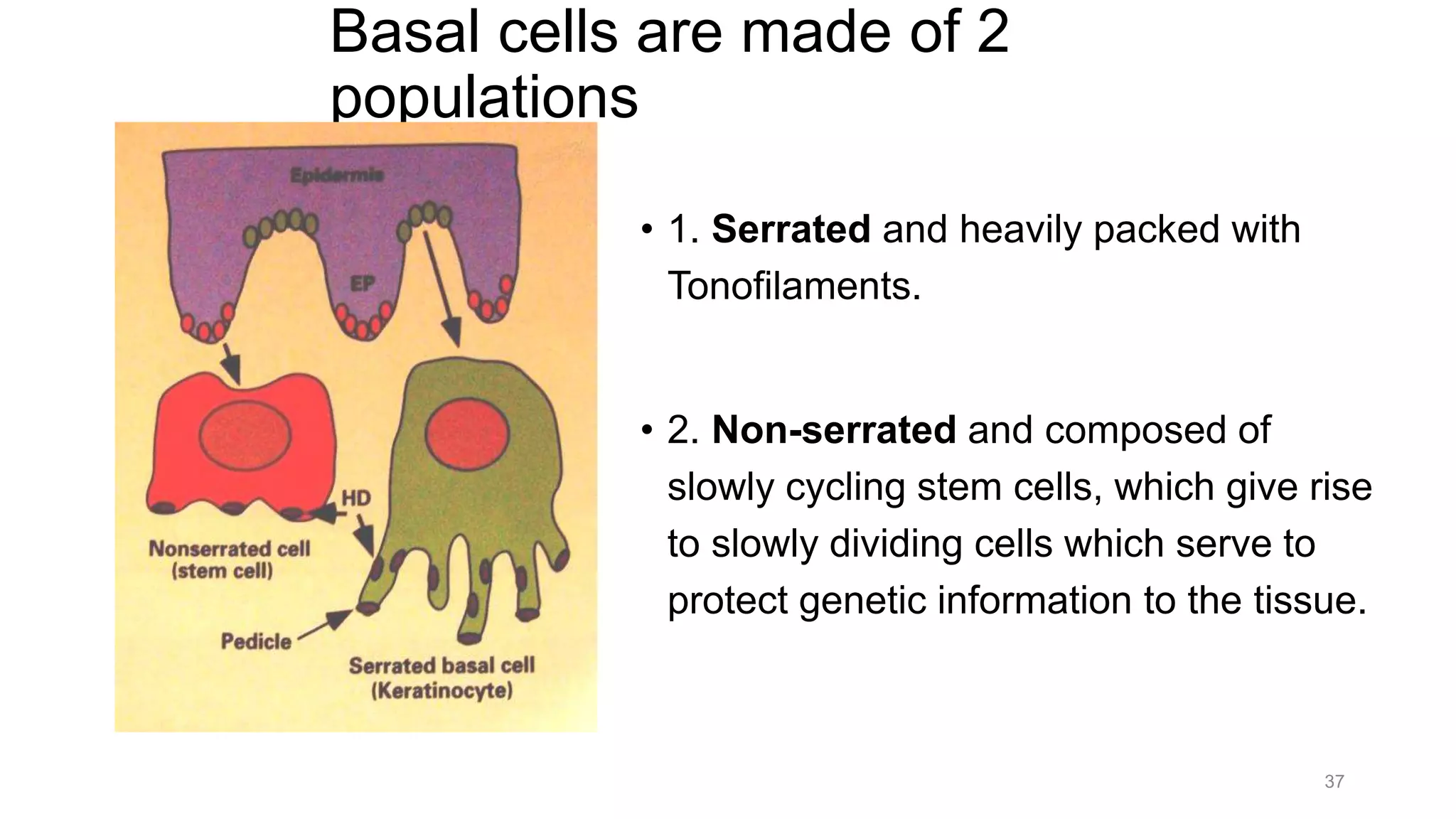 keratin and keratinization | PPTX