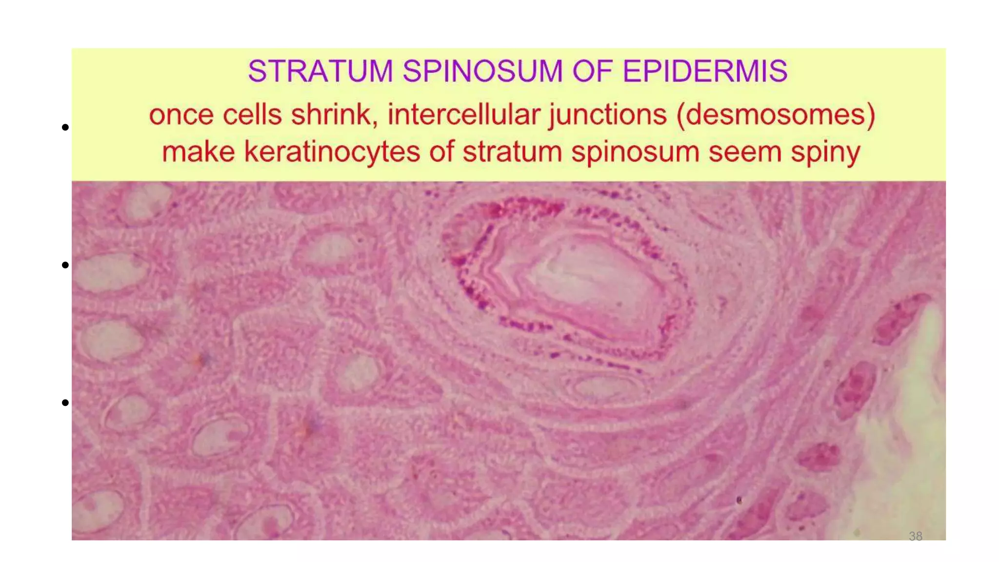 keratin and keratinization | PPTX