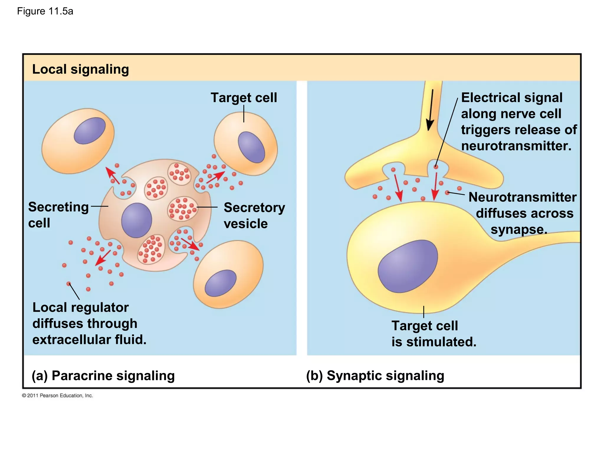 Ch 11: Cell Communication | PPT