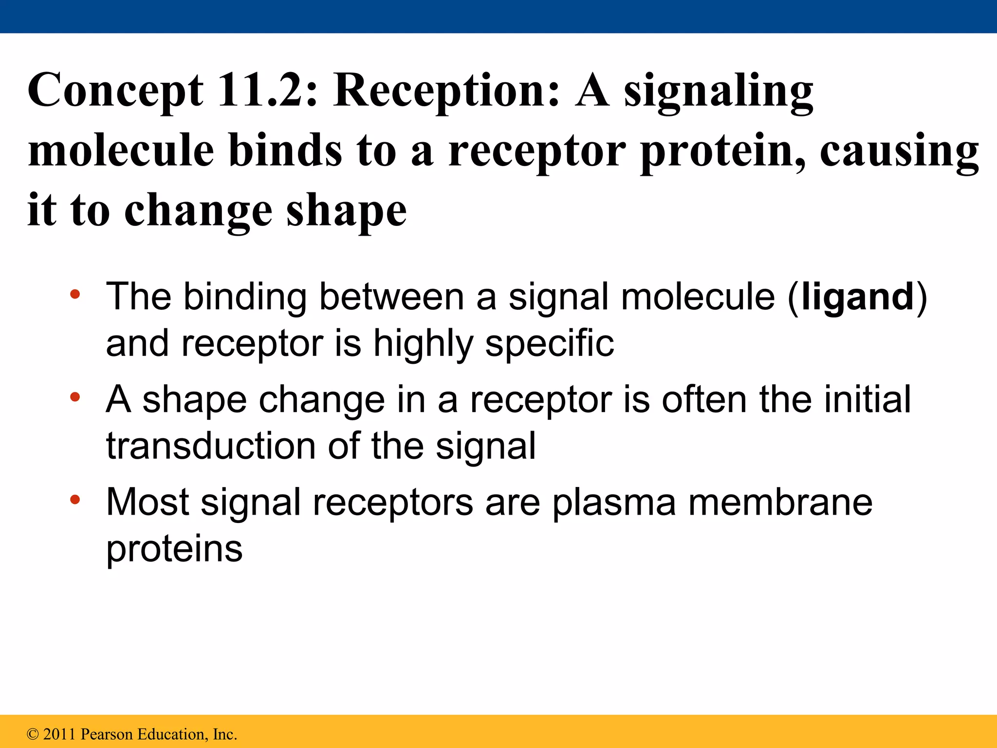 Ch 11: Cell Communication | PPT | Endocrine and Metabolic Diseases ...