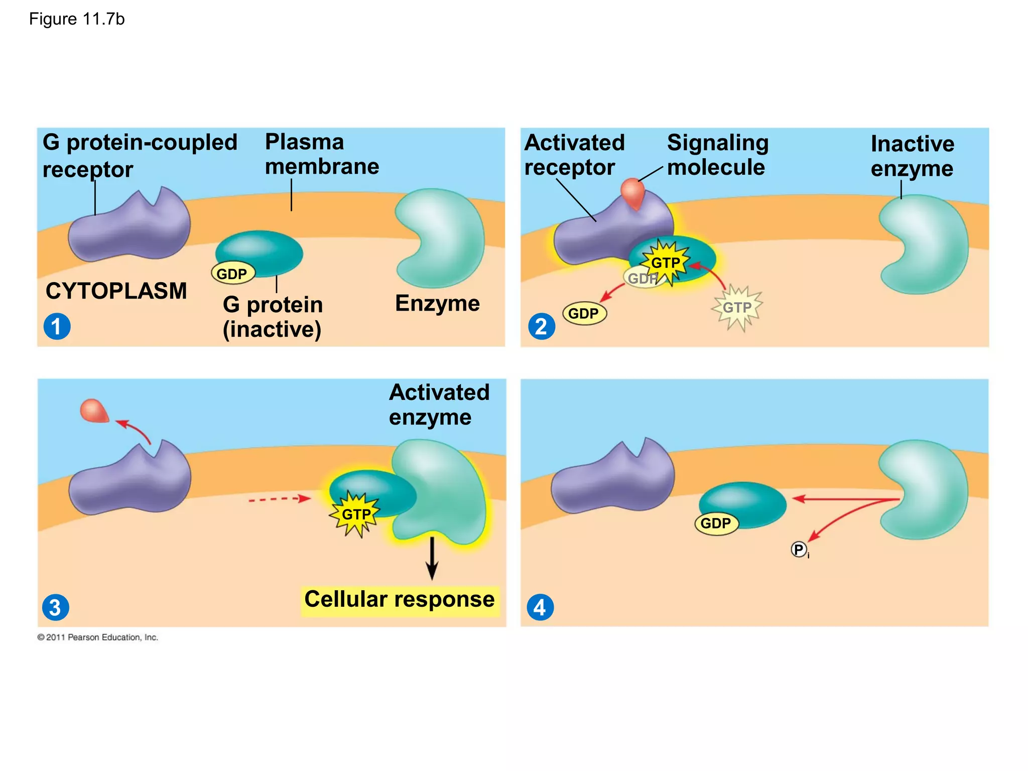 Ch 11: Cell Communication | PPT