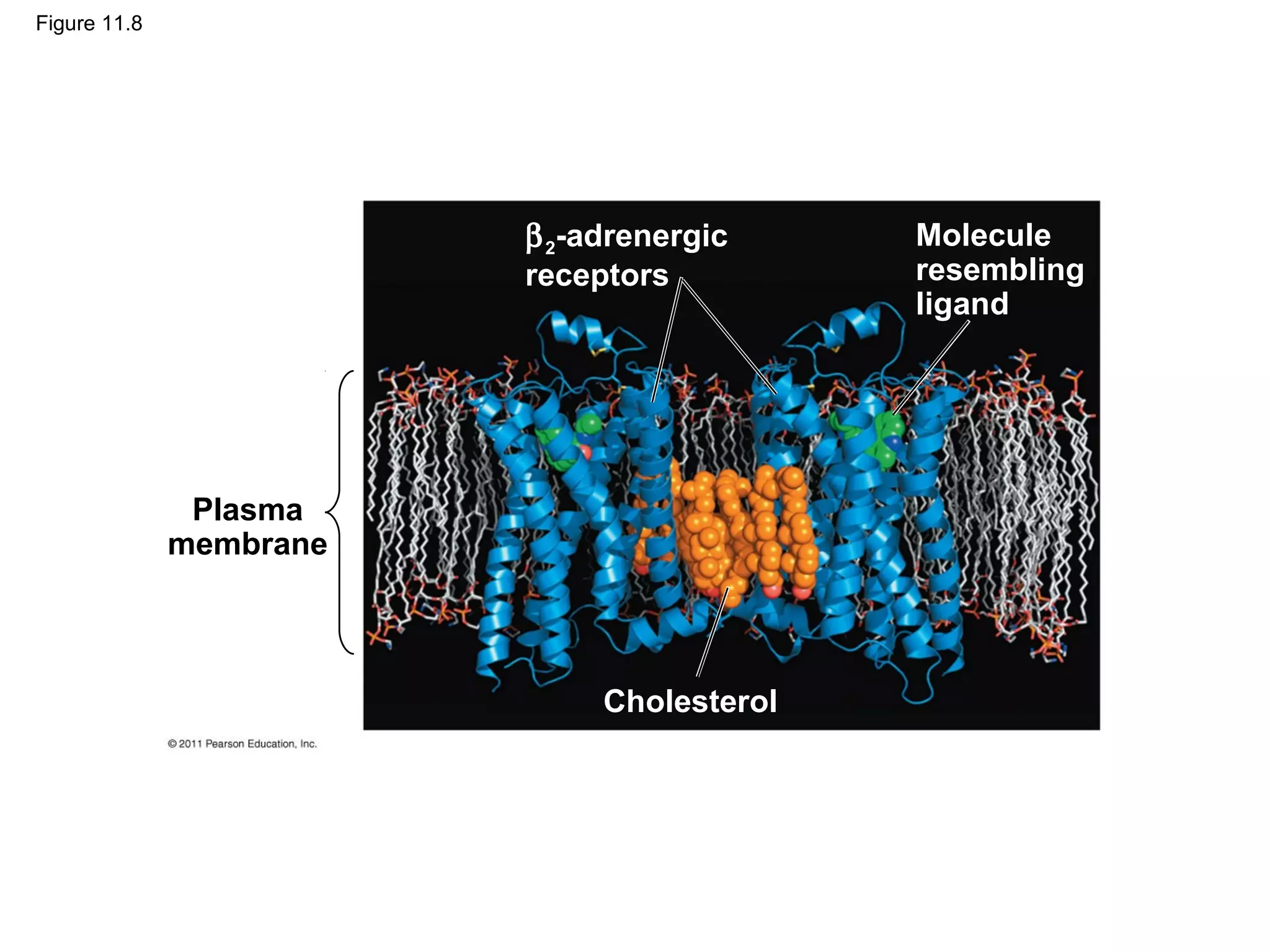 Ch 11: Cell Communication | PPT