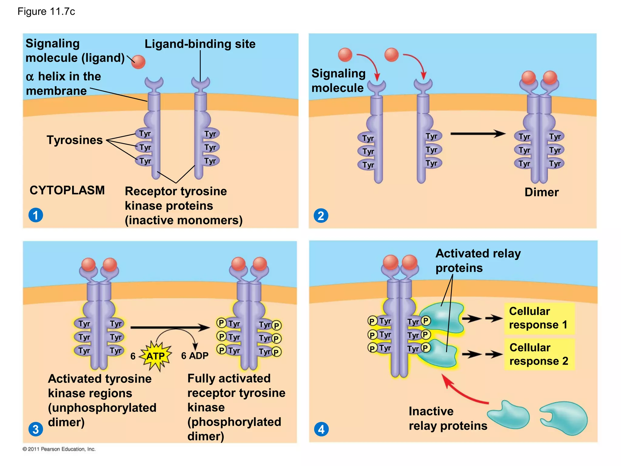 Ch 11: Cell Communication | PPT