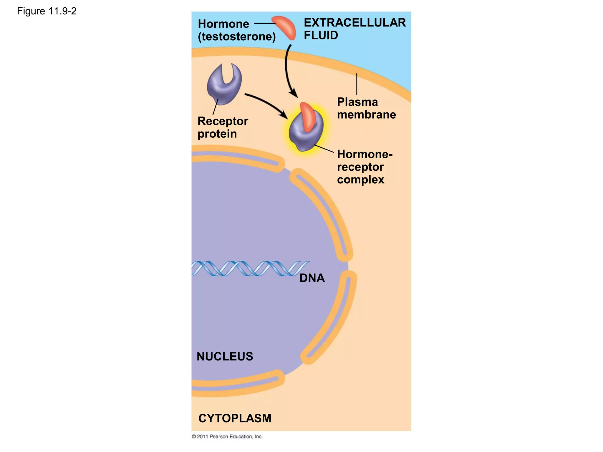 Ch 11: Cell Communication | PPT