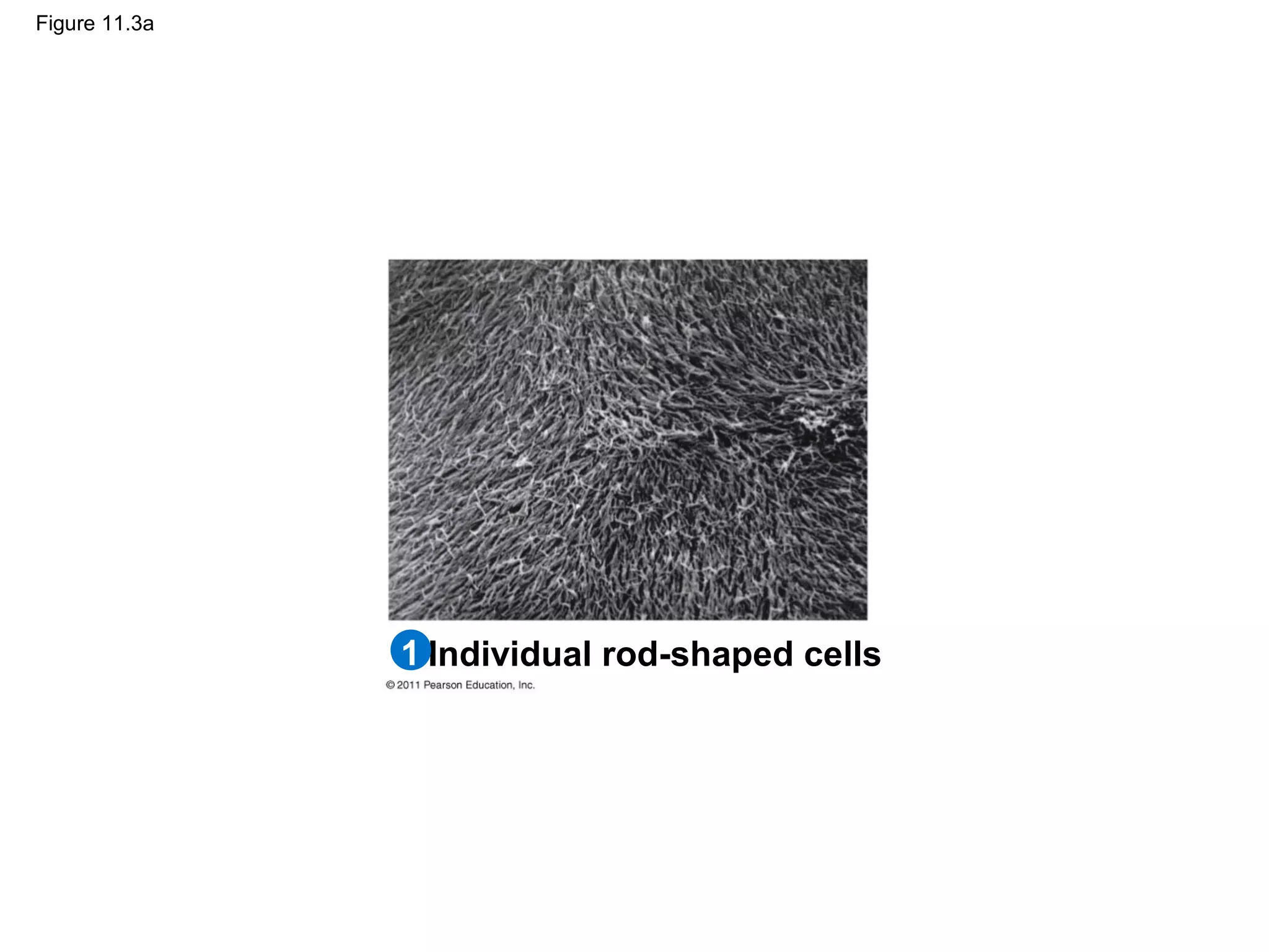 Ch 11: Cell Communication | PPT