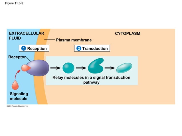Ch 11: Cell Communication | PPT | Endocrine and Metabolic Diseases ...