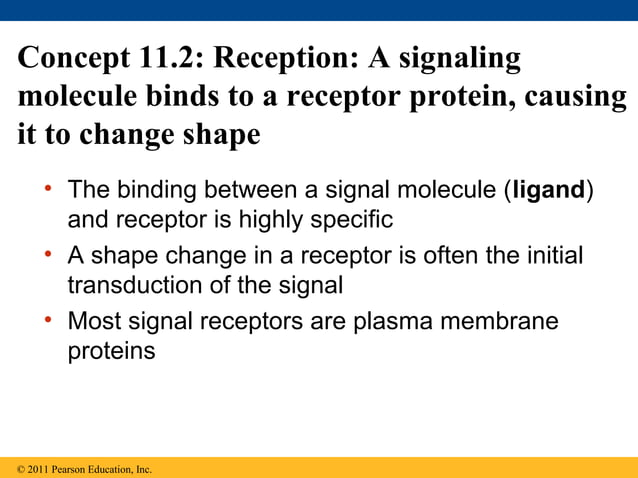 Ch 11: Cell Communication | PPT | Endocrine and Metabolic Diseases ...