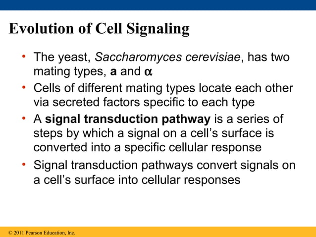 Ch 11: Cell Communication | PPT | Endocrine and Metabolic Diseases ...