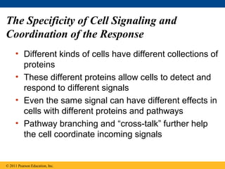 Specificity Of Cell Signaling
