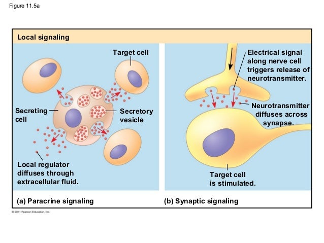 Ch 11: Cell Communication
