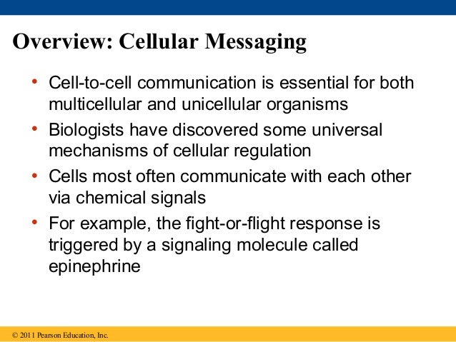 Ch 11: Cell Communication