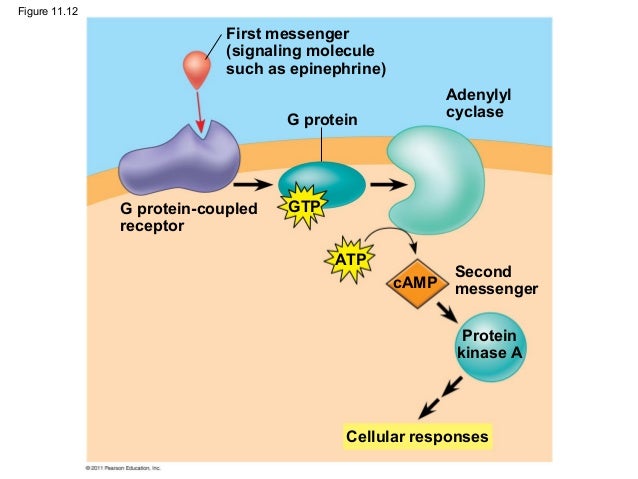 Ch 11: Cell Communication