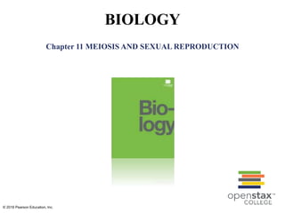 11 lecture presentation | PPT