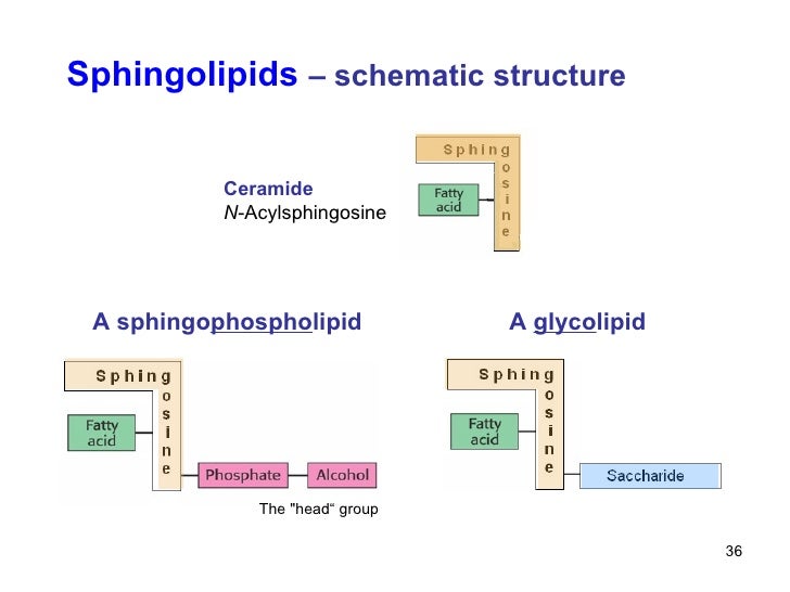 11 lipids i_-_fa__simple_and_complex_lipids