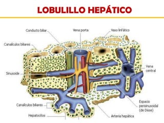 ESTRUCTURA DEL LOBULILLO HEPÁTICO | PPTX
