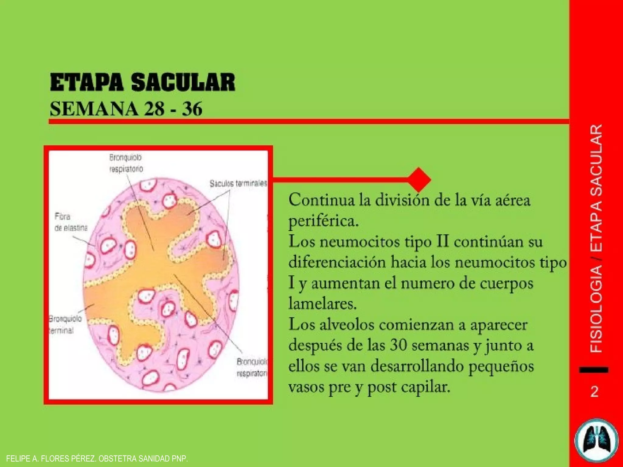 Maduración pulmonar fetal. Corioamnionitis. Shock septico | PPT