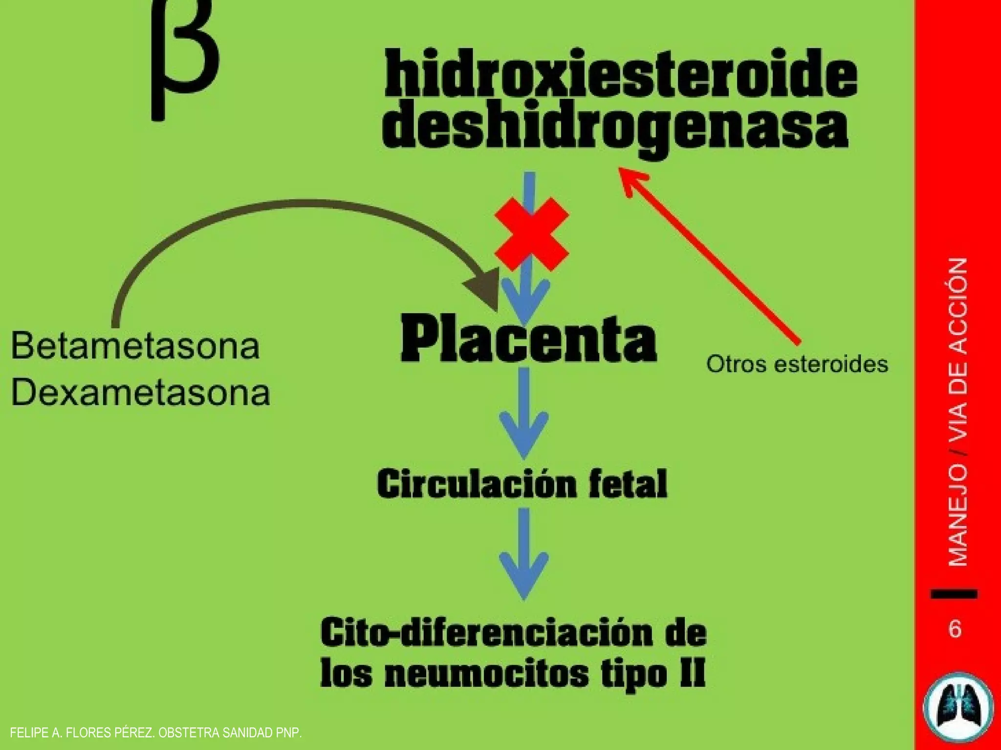 Maduración pulmonar fetal. Corioamnionitis. Shock septico | PPT