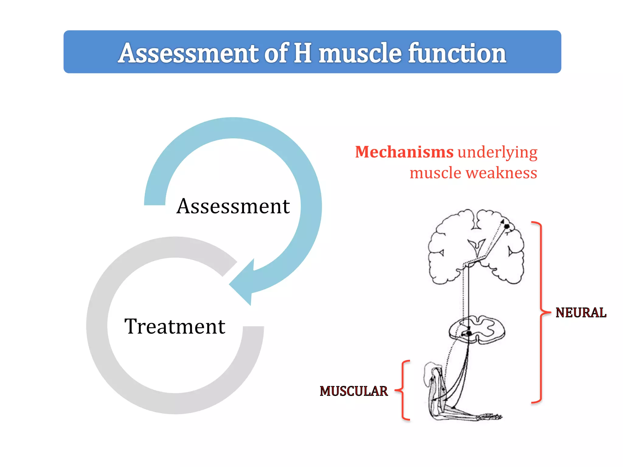 Nicola A. Maffiuletti - Hamstring Injuries | PPT